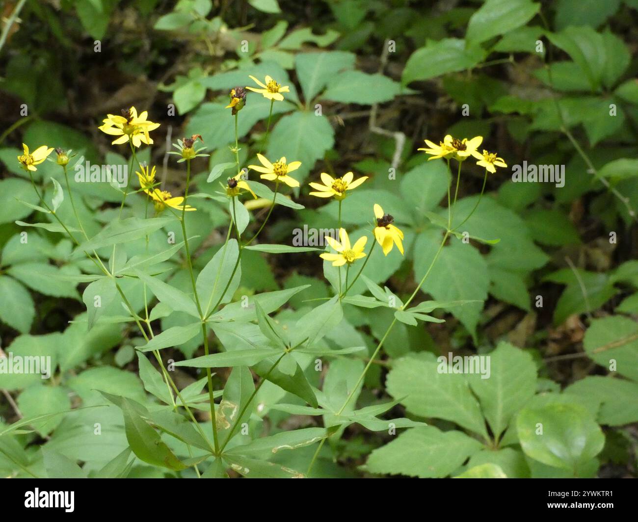 Greater Tickseed (Coreopsis major Stock Photo - Alamy