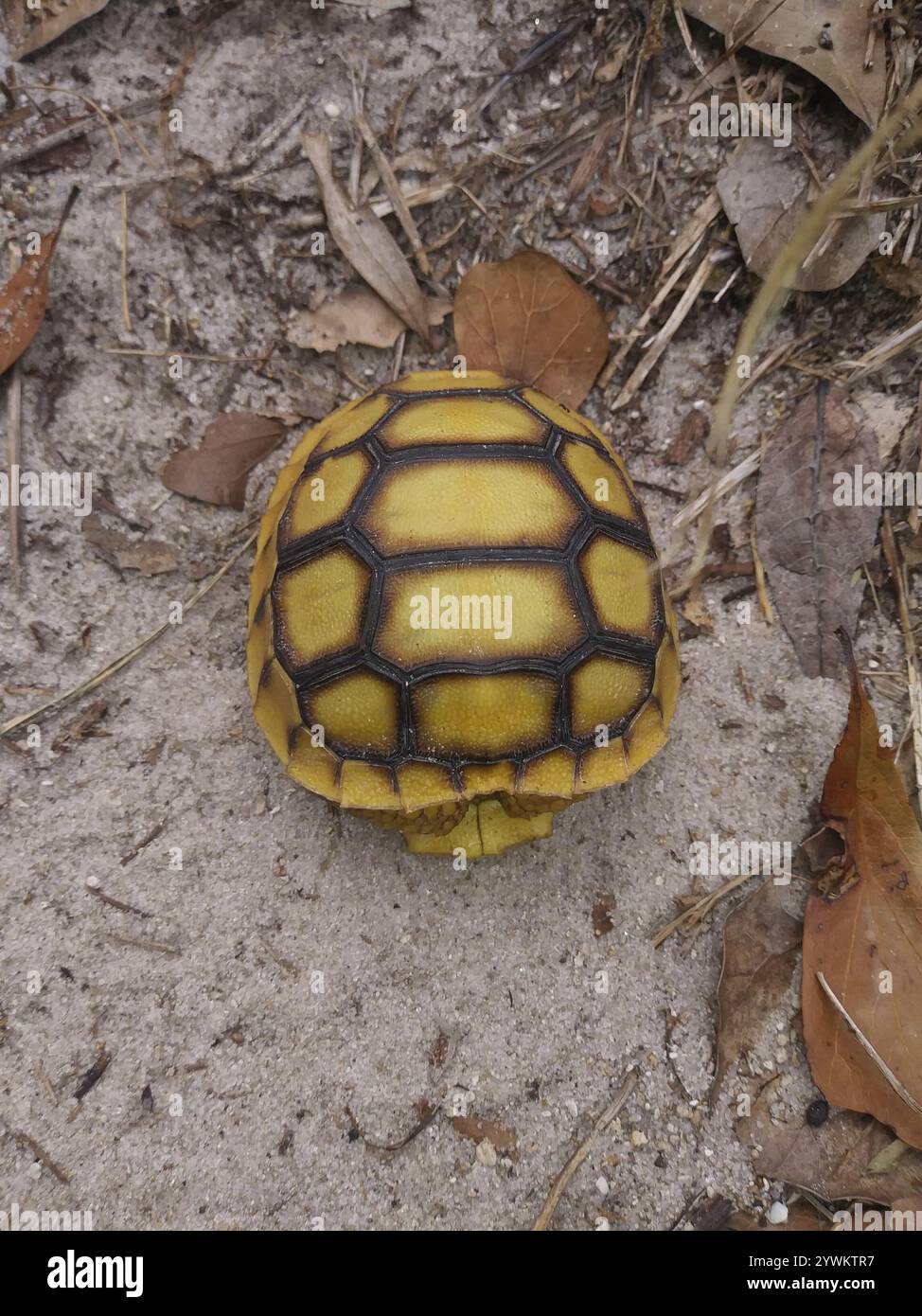 Gopher Tortoise (Gopherus polyphemus Stock Photo - Alamy