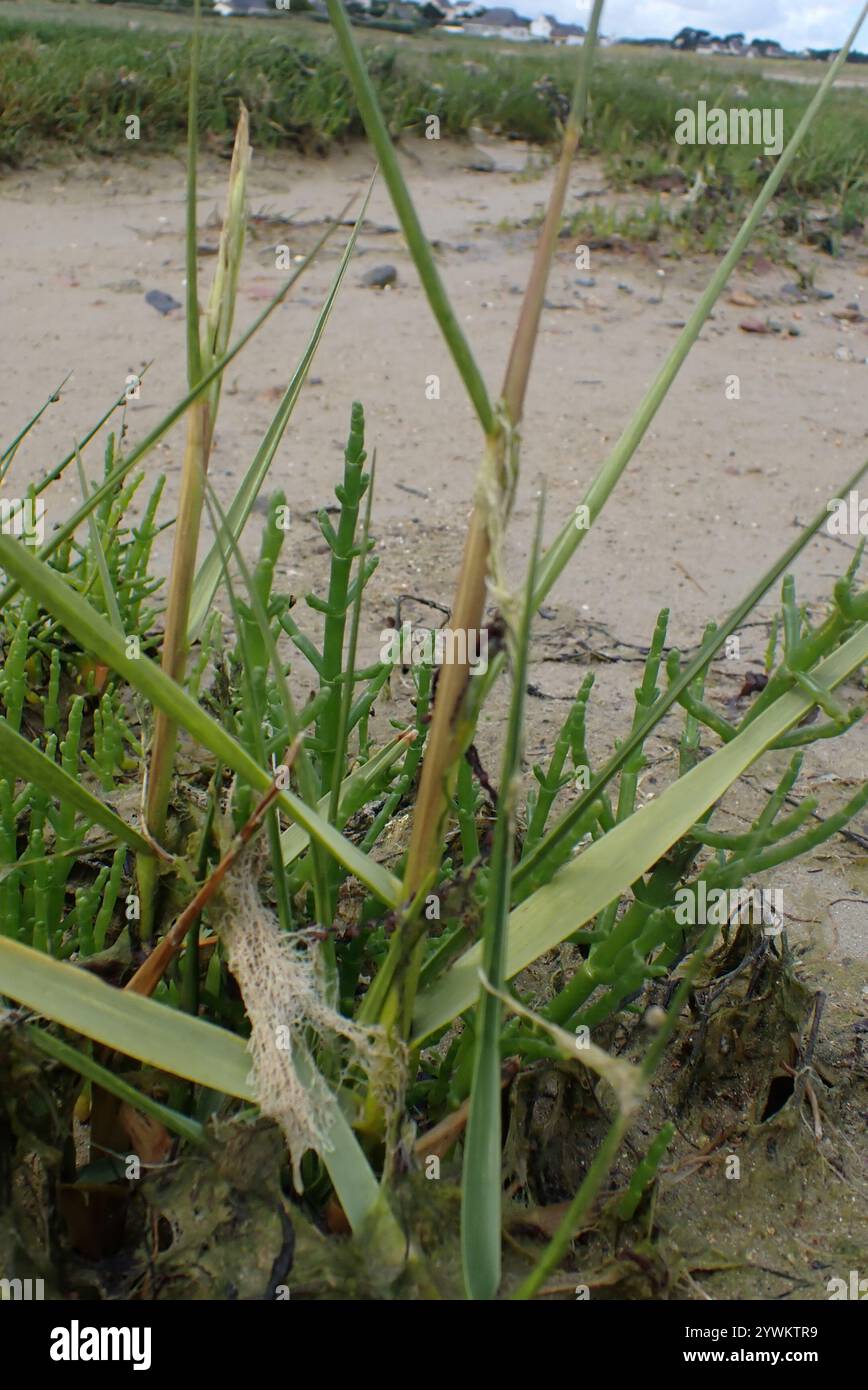 common cordgrass (Sporobolus anglicus Stock Photo - Alamy