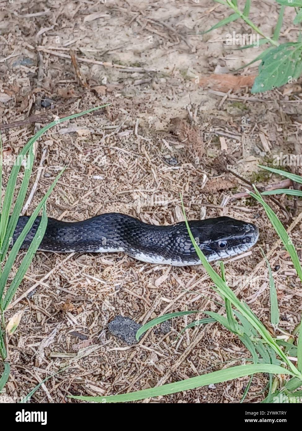 Eastern Ratsnake (Pantherophis alleghaniensis Stock Photo - Alamy