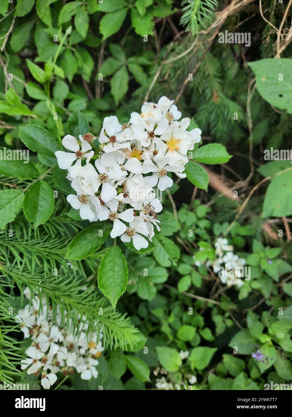 multiflora rose (Rosa multiflora Stock Photo - Alamy