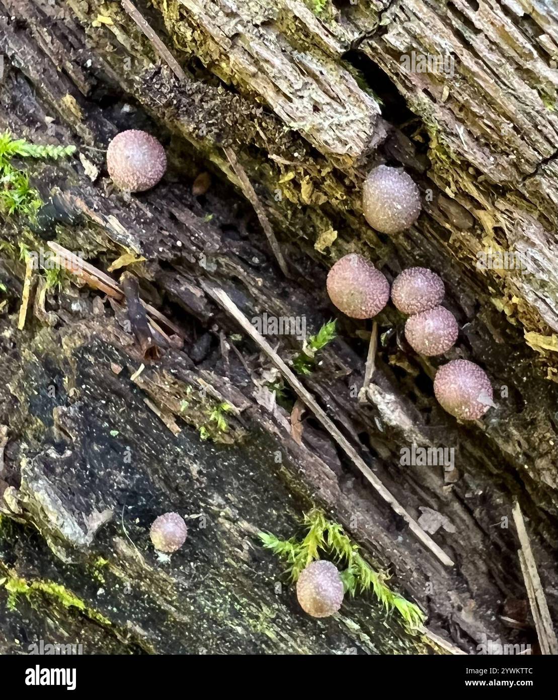 Wolf's Milk (Lycogala epidendrum Stock Photo - Alamy