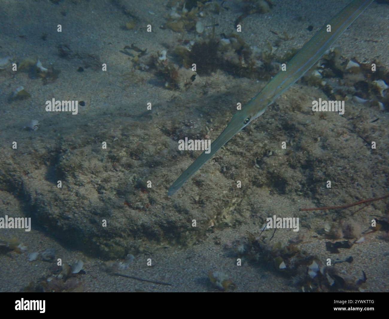 Blue-spotted Cornetfish (Fistularia commersonii Stock Photo - Alamy