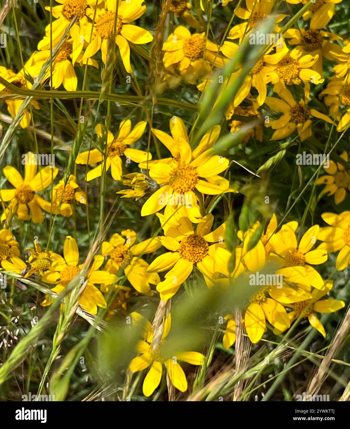 common woolly sunflower (Eriophyllum lanatum Stock Photo - Alamy