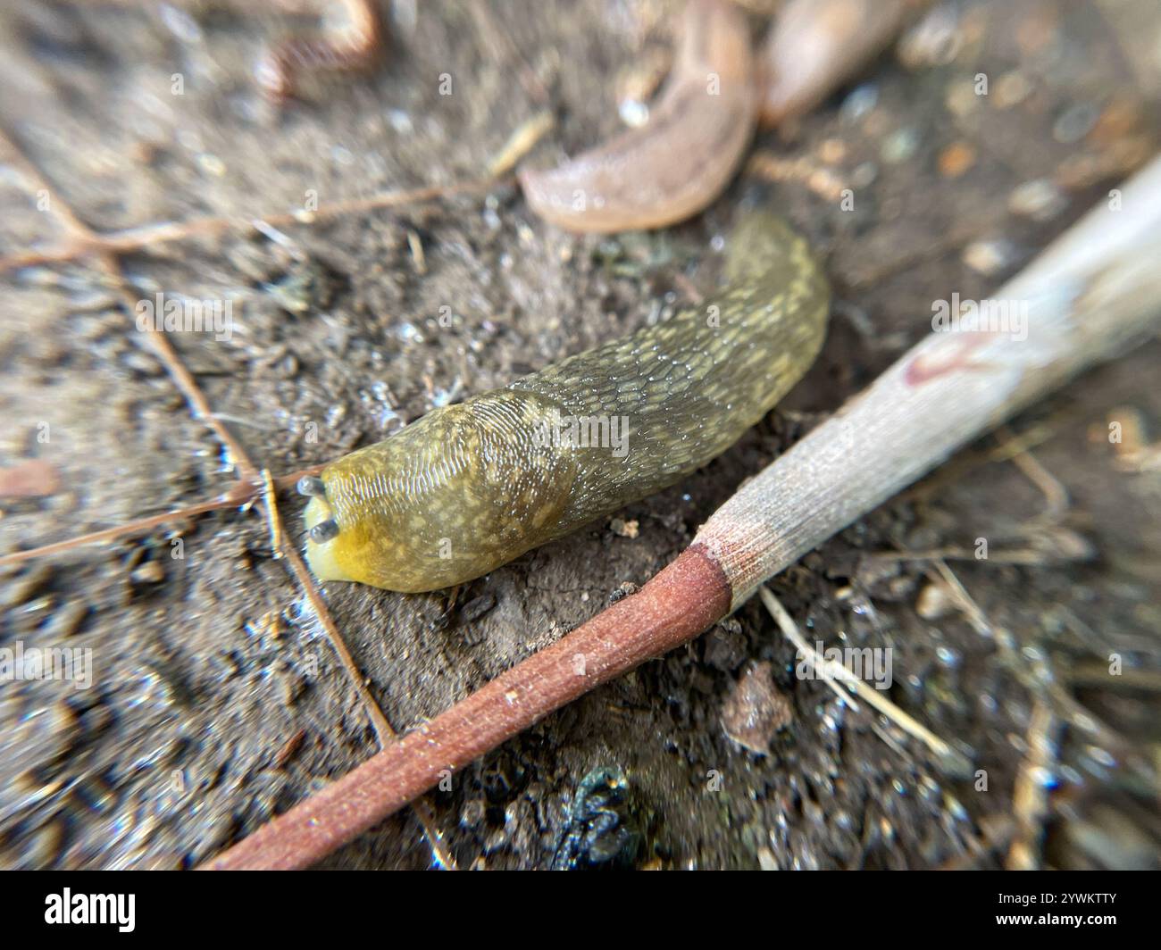 Yellow Cellar Slug (Limacus flavus Stock Photo - Alamy
