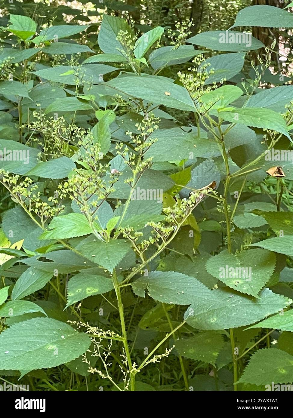 wood nettle (Laportea canadensis Stock Photo - Alamy