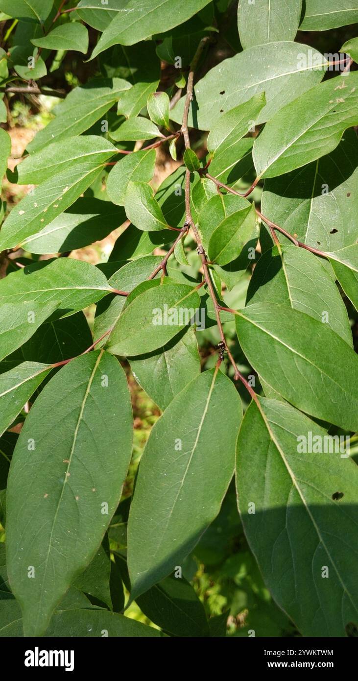 American persimmon (Diospyros virginiana Stock Photo - Alamy