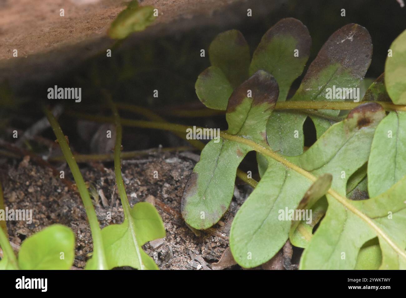 Western polypody hi-res stock photography and images - Alamy
