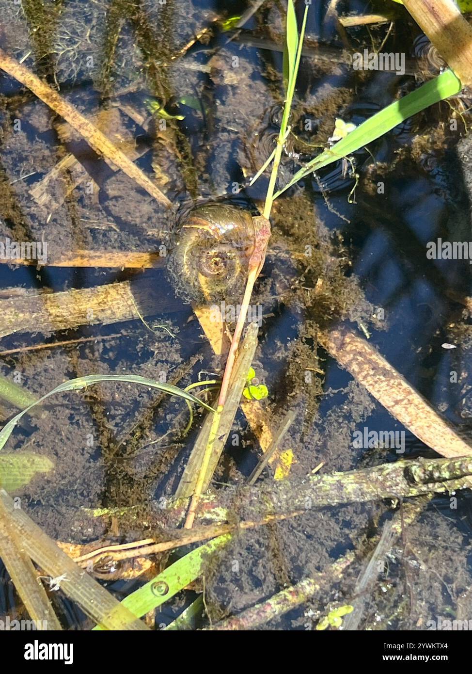 Marsh Ramshorn (Planorbella trivolvis Stock Photo - Alamy