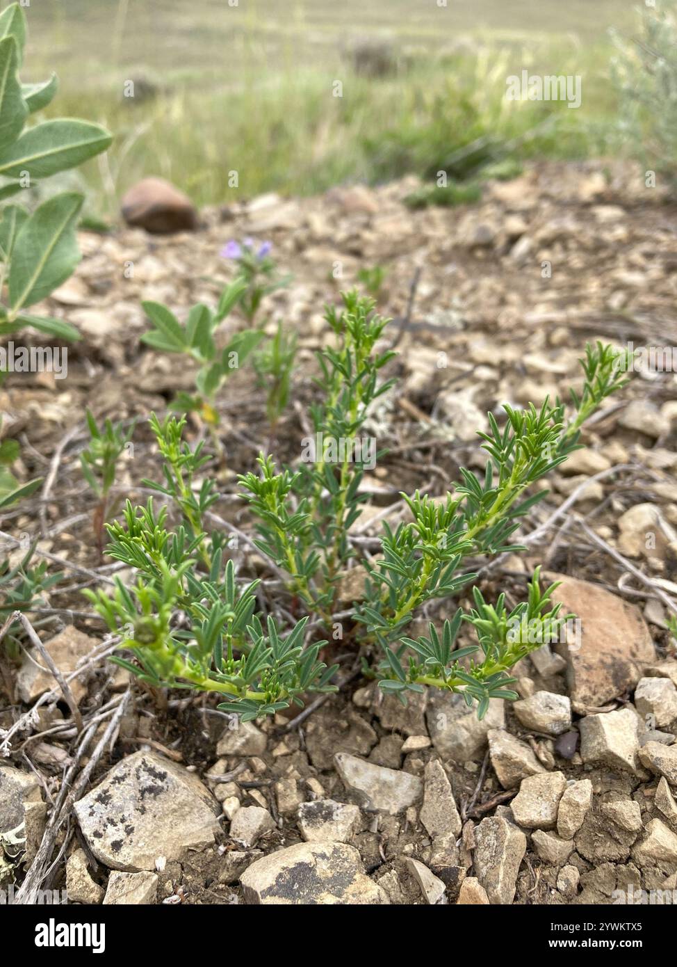 white prairie clover (Dalea candida oligophylla Stock Photo - Alamy