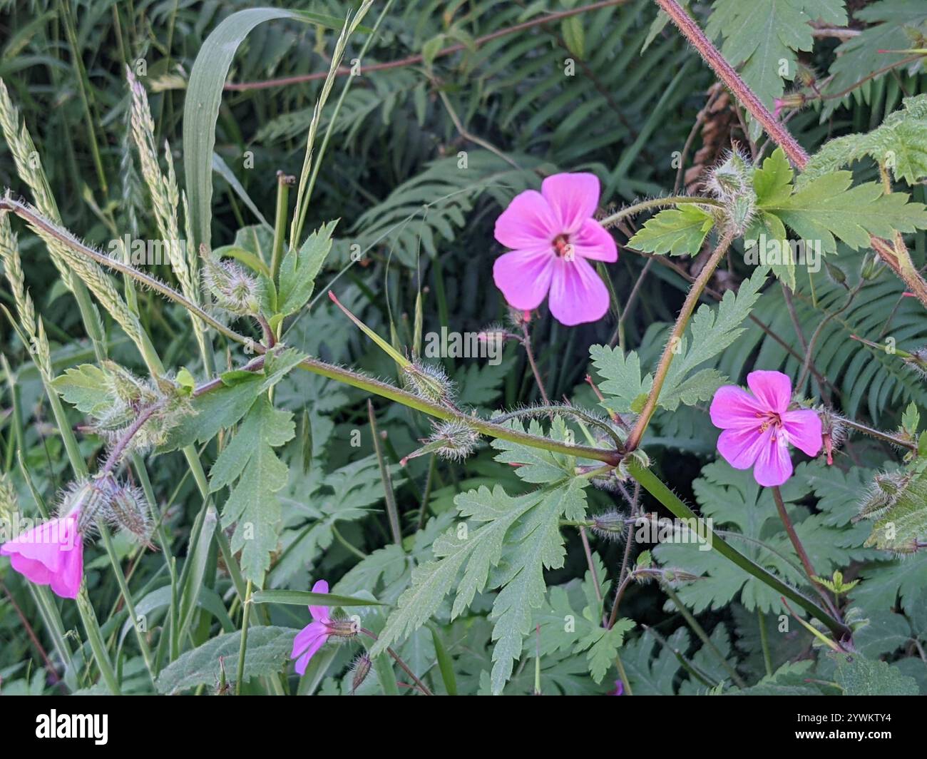 Greater Herb Robert (Geranium yeoi Stock Photo - Alamy