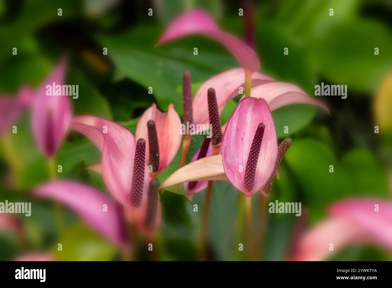 Lovely Anthurium Zizou. Natural close up flowering plant portrait ...