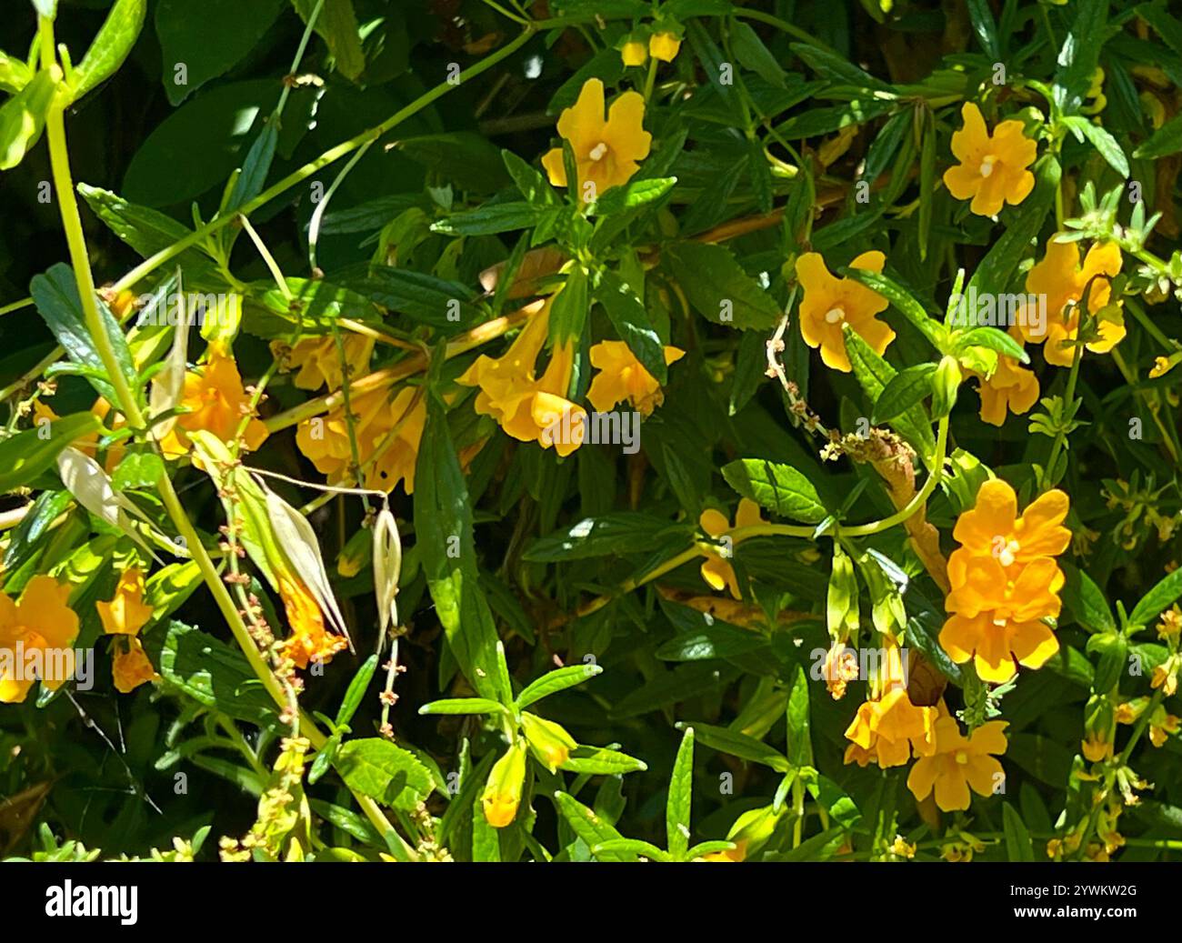 orange bush monkeyflower (Diplacus aurantiacus Stock Photo - Alamy