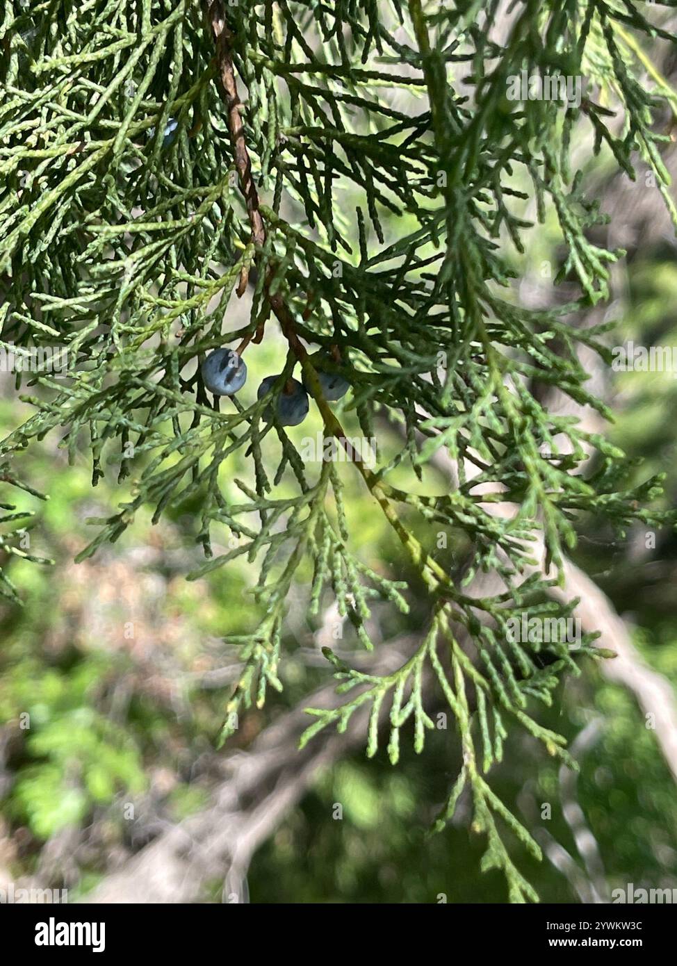 Rocky Mountain Juniper (Juniperus scopulorum Stock Photo - Alamy
