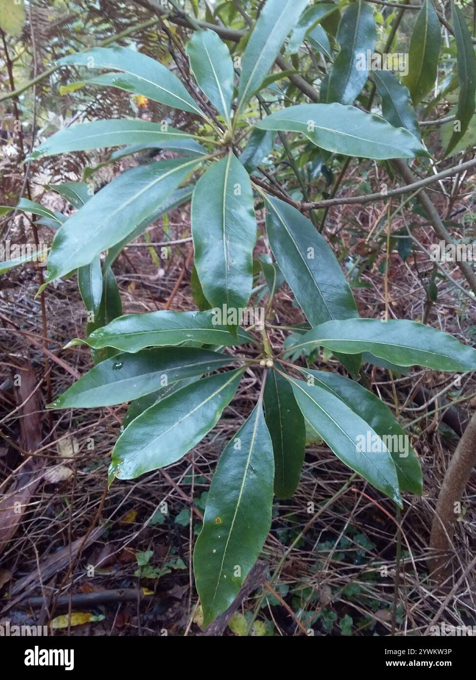 Australian Cheesewood (Pittosporum undulatum Stock Photo - Alamy