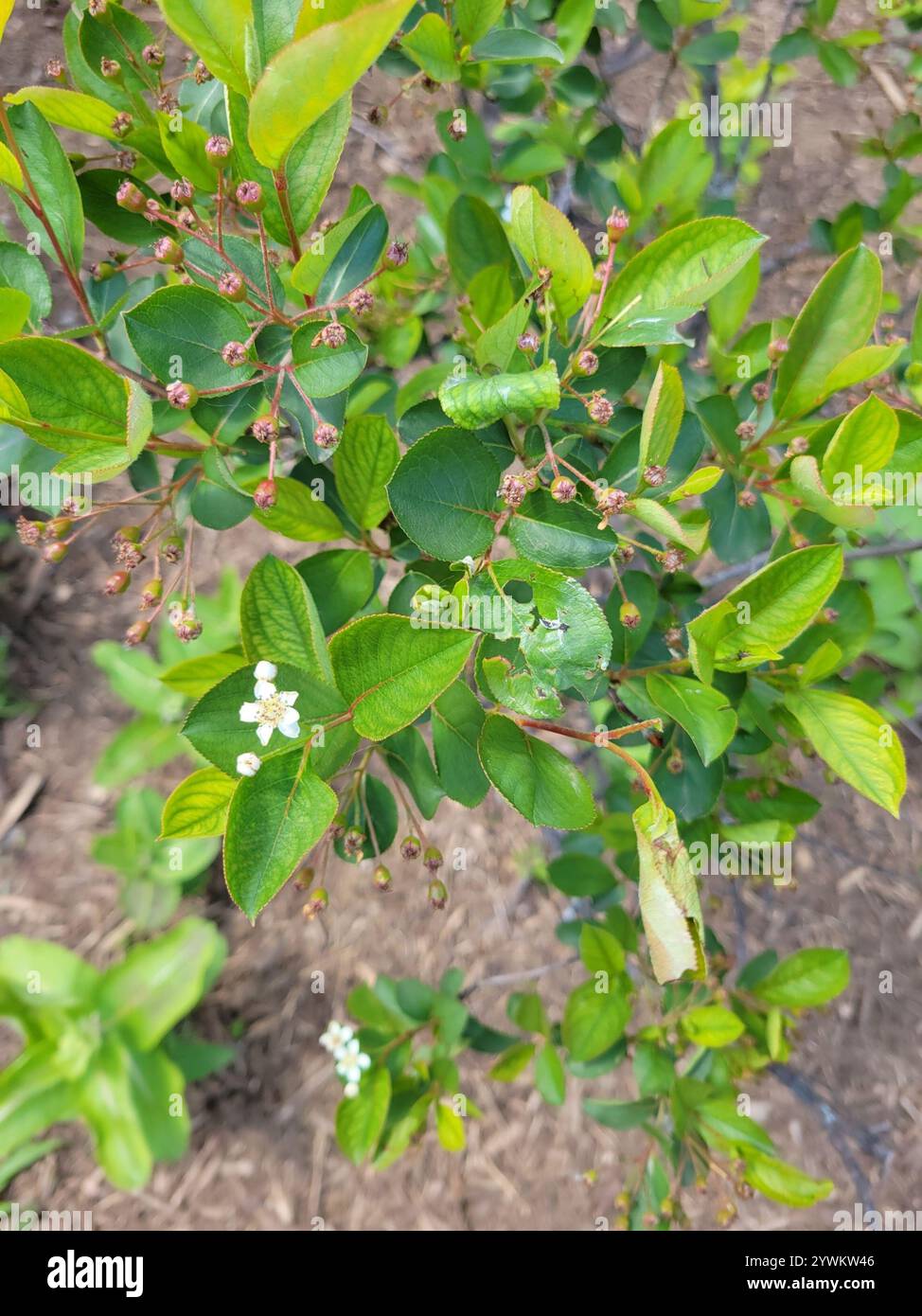 black chokeberry (Aronia melanocarpa Stock Photo - Alamy