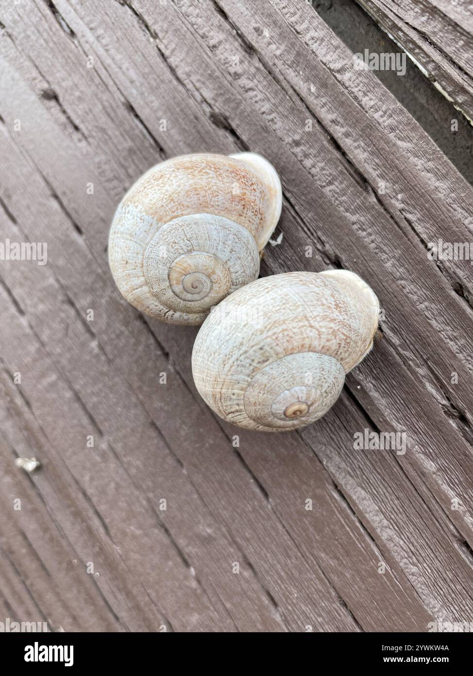 Milk Snail (Otala lactea Stock Photo - Alamy