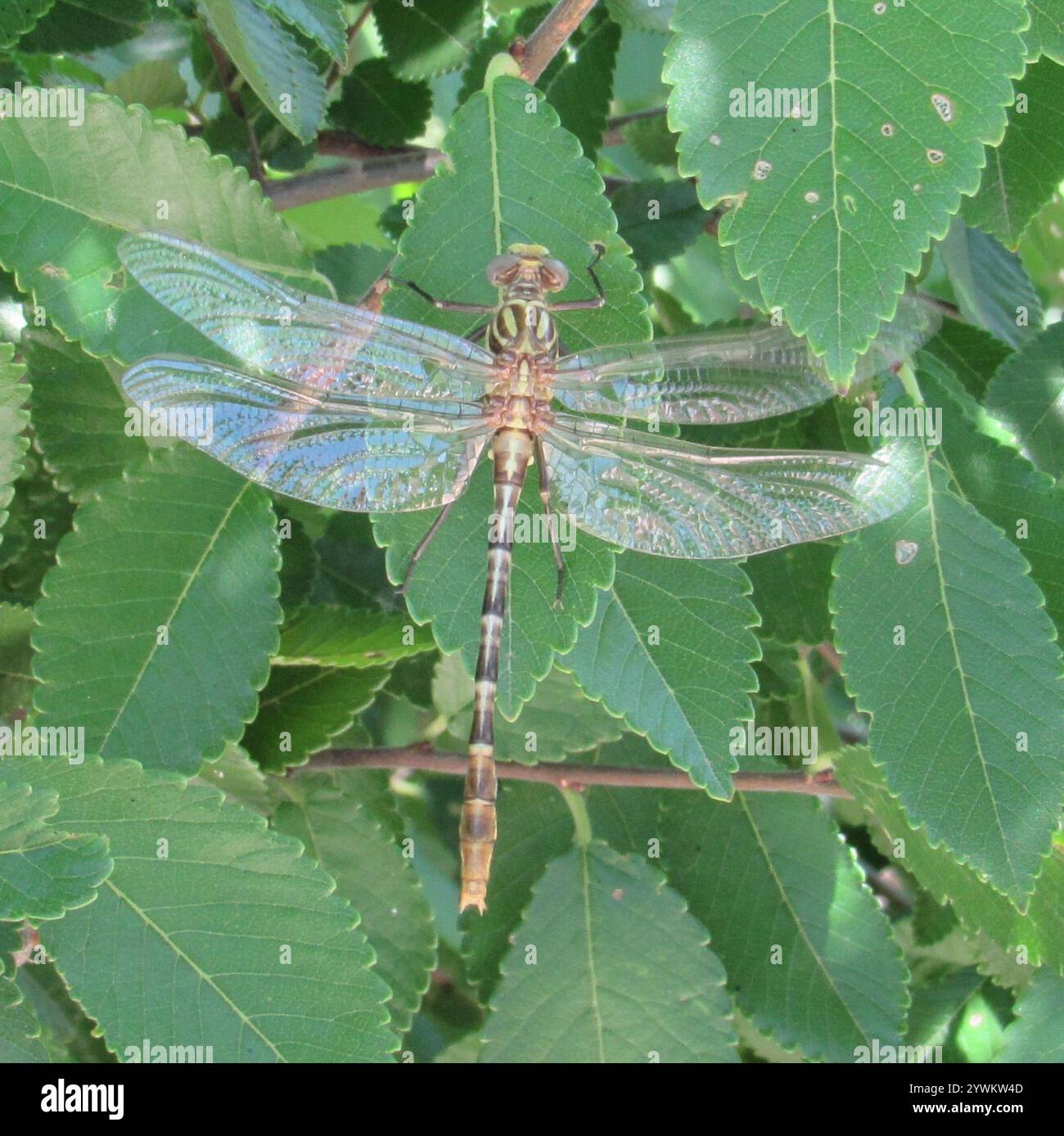 Flag-tailed Spinyleg (Dromogomphus spoliatus Stock Photo - Alamy
