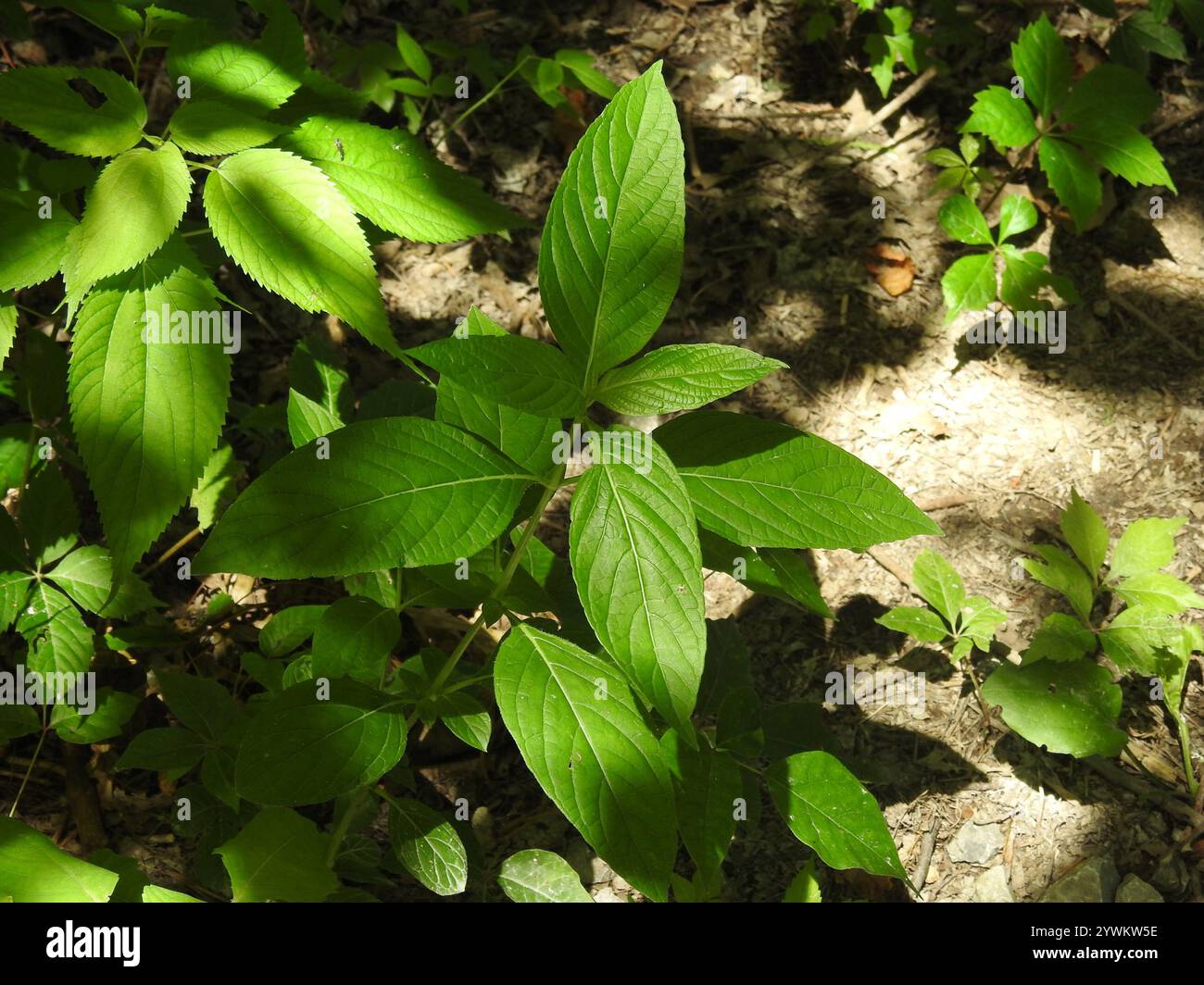 smooth hedgenettle (Stachys tenuifolia Stock Photo - Alamy