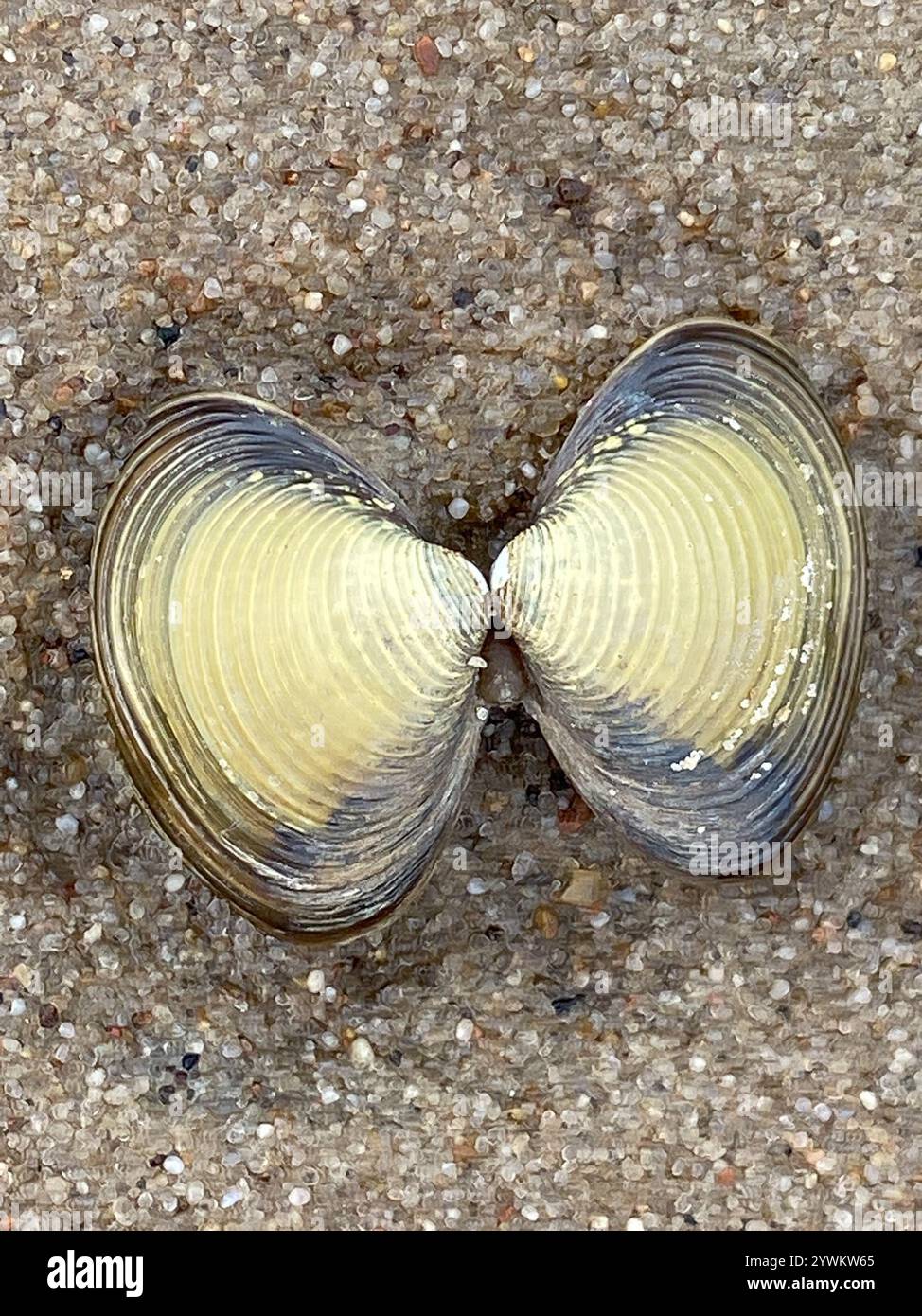Asian Clam (Corbicula fluminea Stock Photo - Alamy