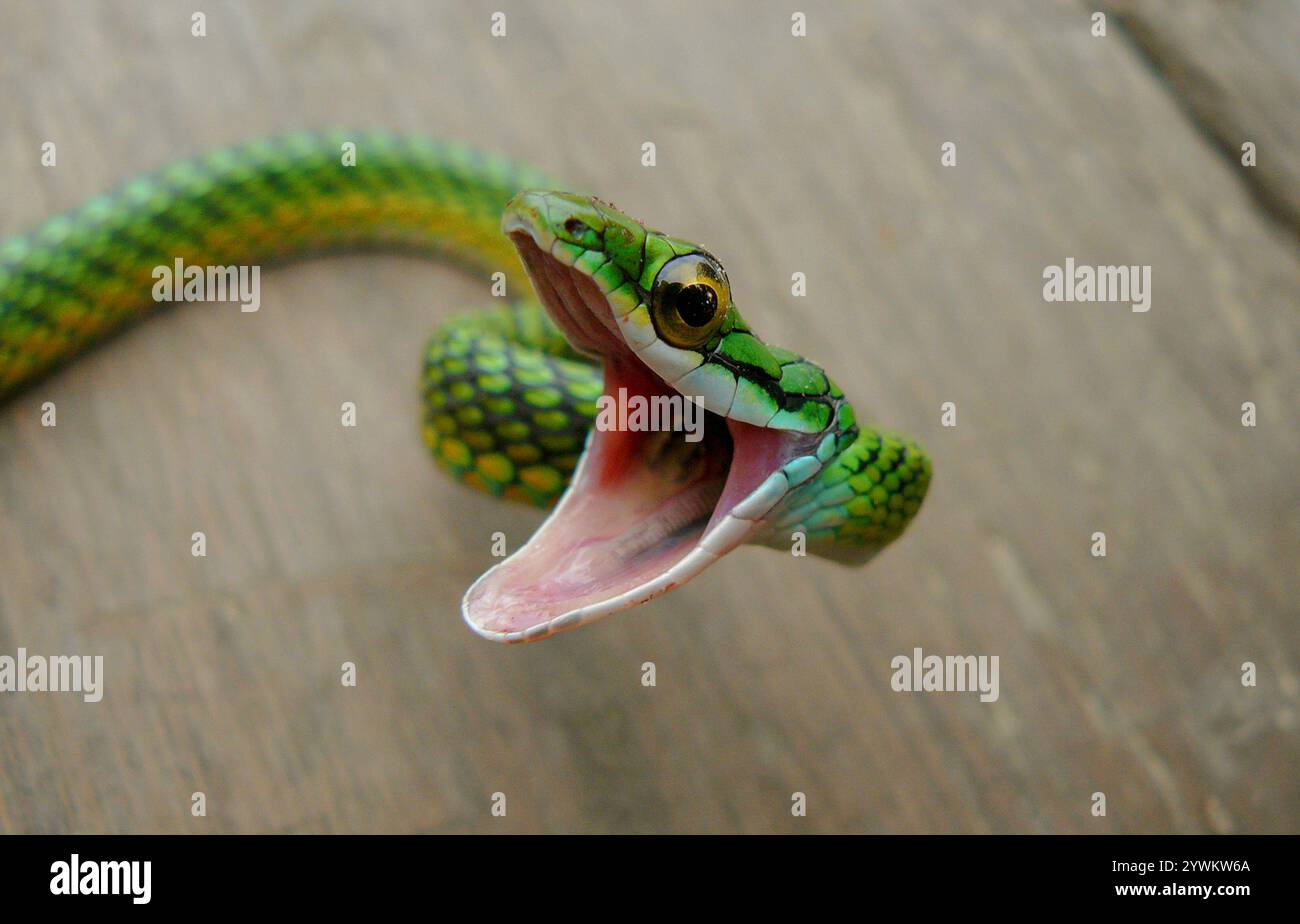 Giant Parrot Snake (Leptophis ahaetulla Stock Photo - Alamy