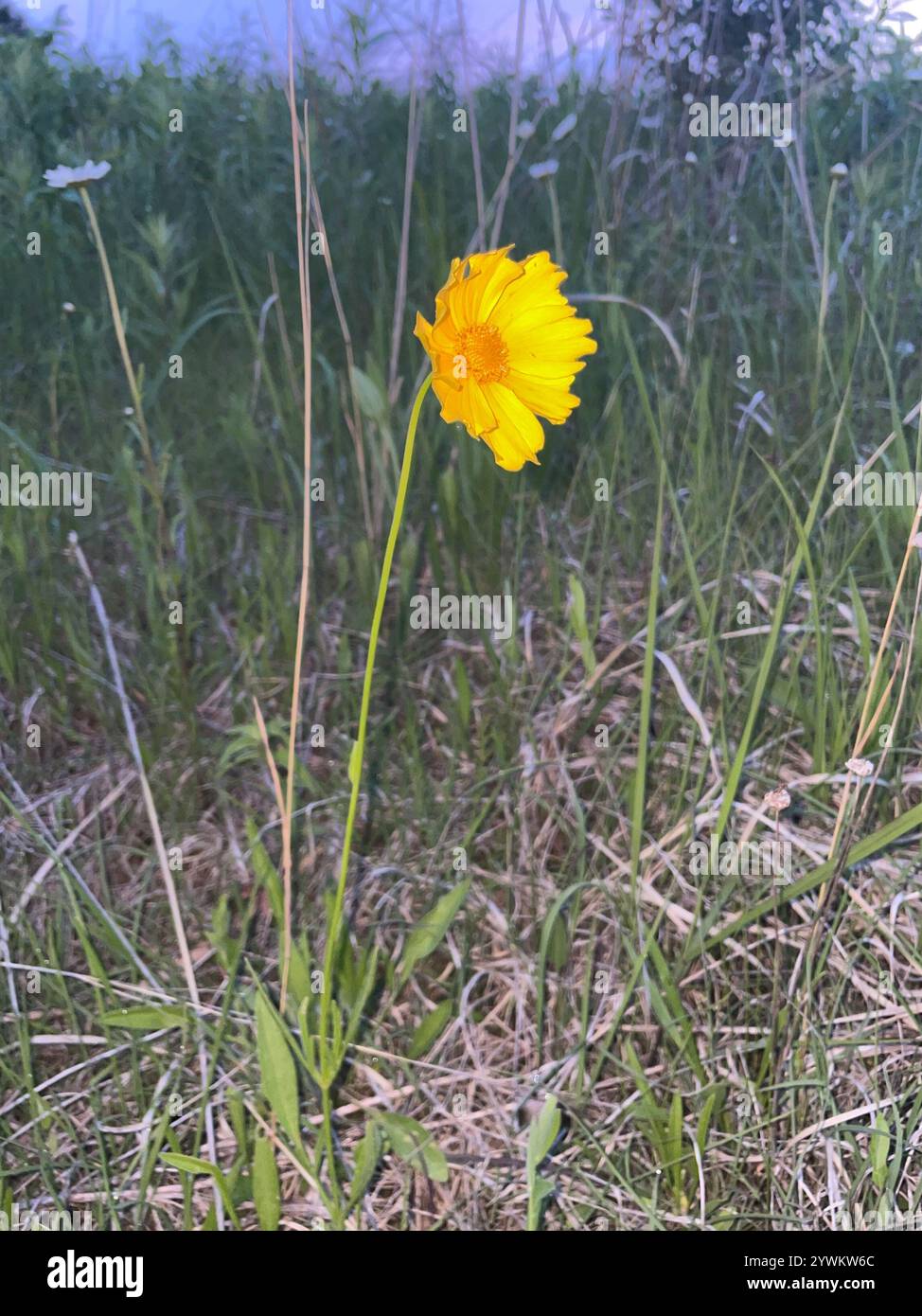 Lance-leaved Coreopsis (Coreopsis lanceolata Stock Photo - Alamy