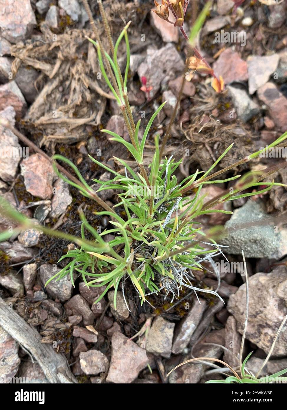Fescue Sandwort (Eremogone capillaris Stock Photo - Alamy