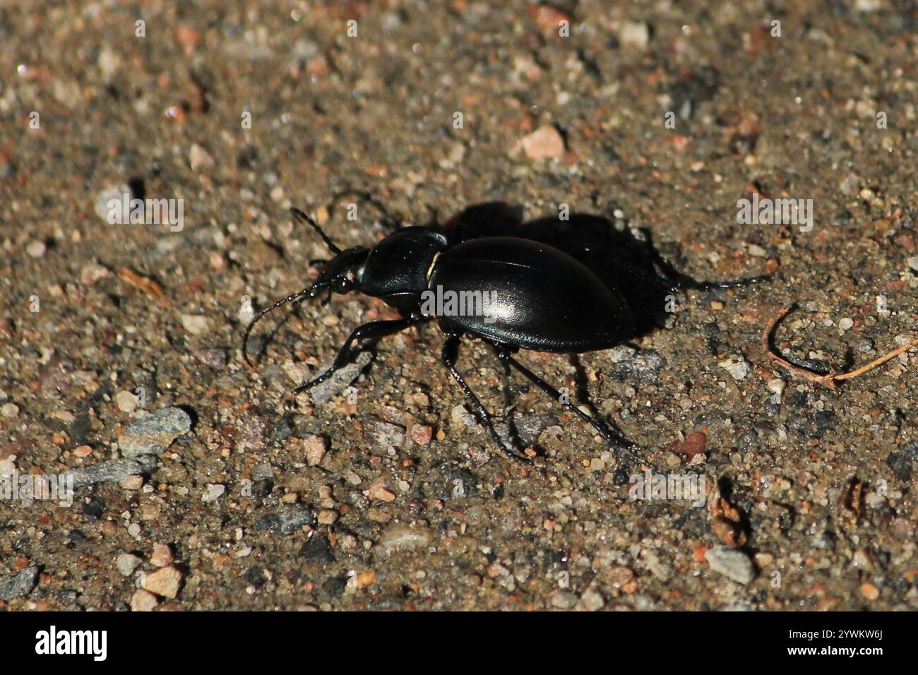 smooth ground beetle (Carabus glabratus Stock Photo - Alamy