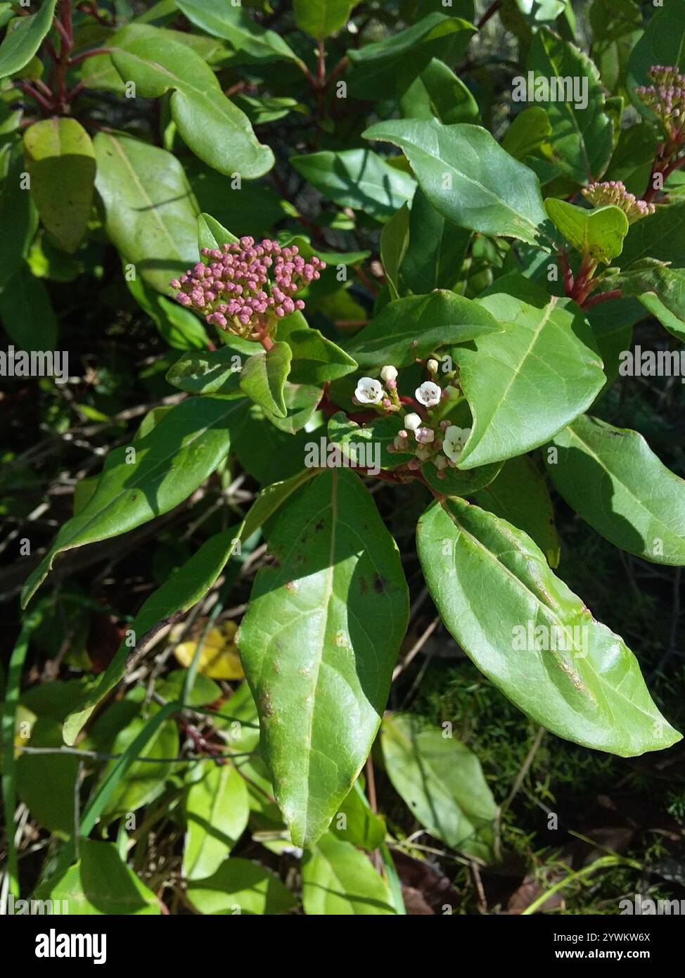 Laurustinus viburnum (Viburnum tinus Stock Photo - Alamy