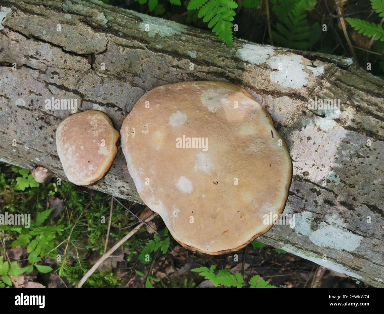 Red-banded Polypore (Fomitopsis pinicola Stock Photo - Alamy