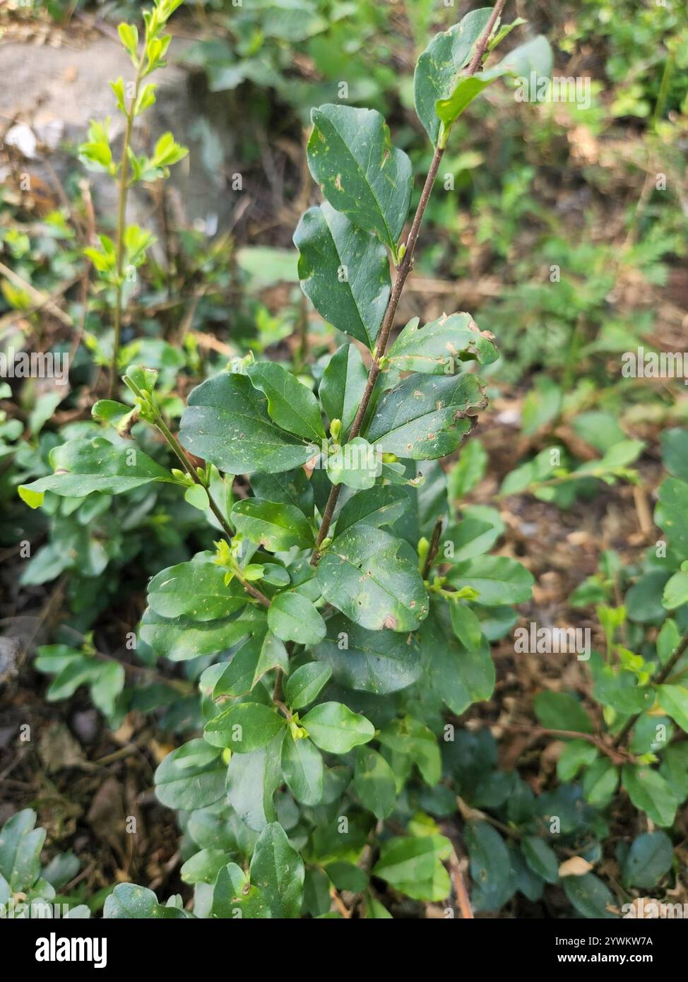 Chinese privet (Ligustrum sinense Stock Photo - Alamy