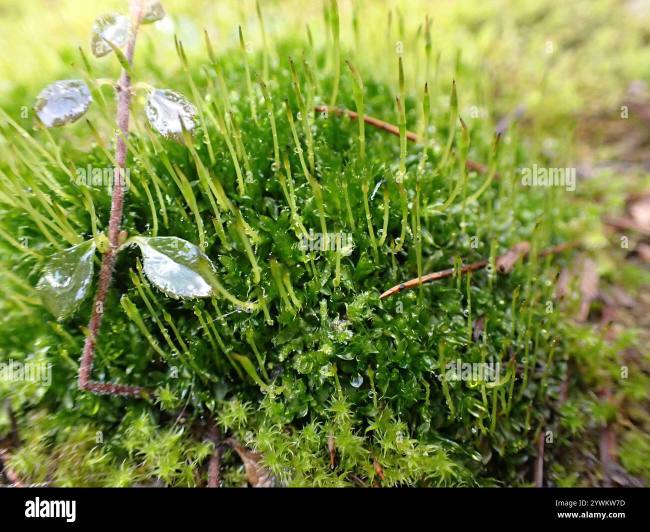Slender Cruet-moss (Tetraplodon mnioides Stock Photo - Alamy
