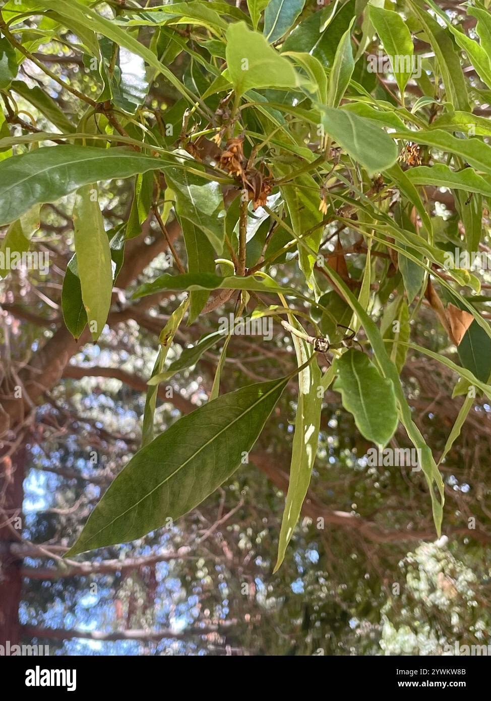 velvet ash (Fraxinus velutina Stock Photo - Alamy