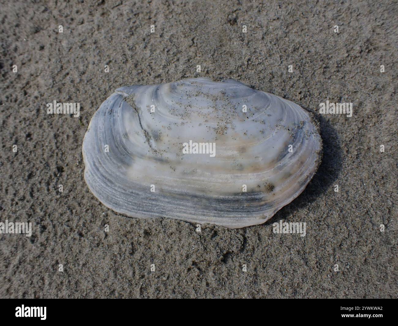 Pacific geoduck hi-res stock photography and images - Alamy