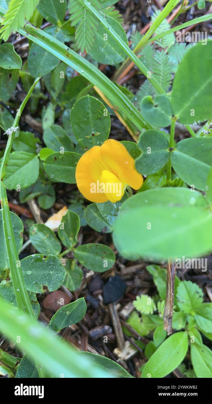 perennial peanut (Arachis glabrata Stock Photo - Alamy