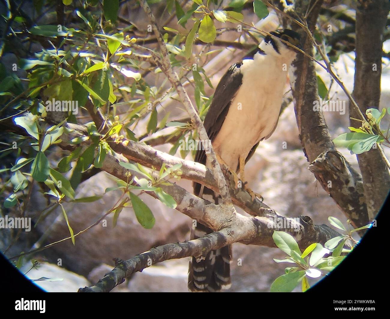 Micrastur semitorquatus hi-res stock photography and images - Alamy
