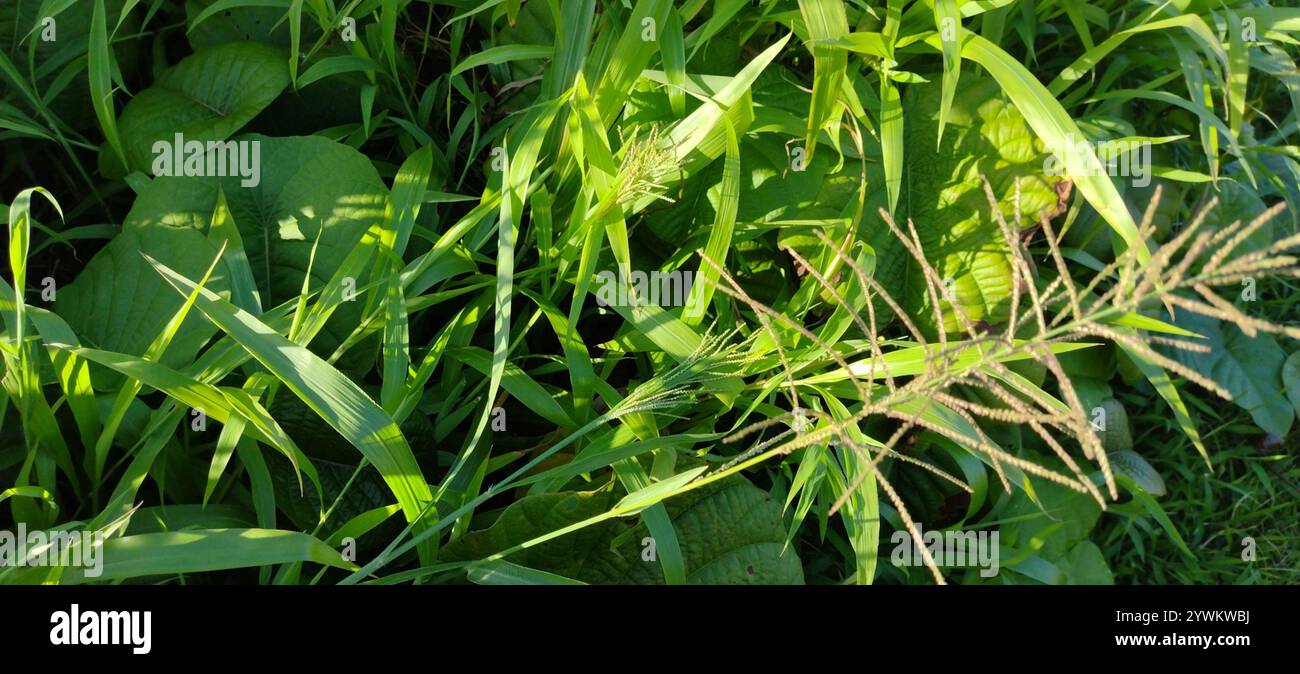 Russell River Grass (Paspalum paniculatum Stock Photo - Alamy