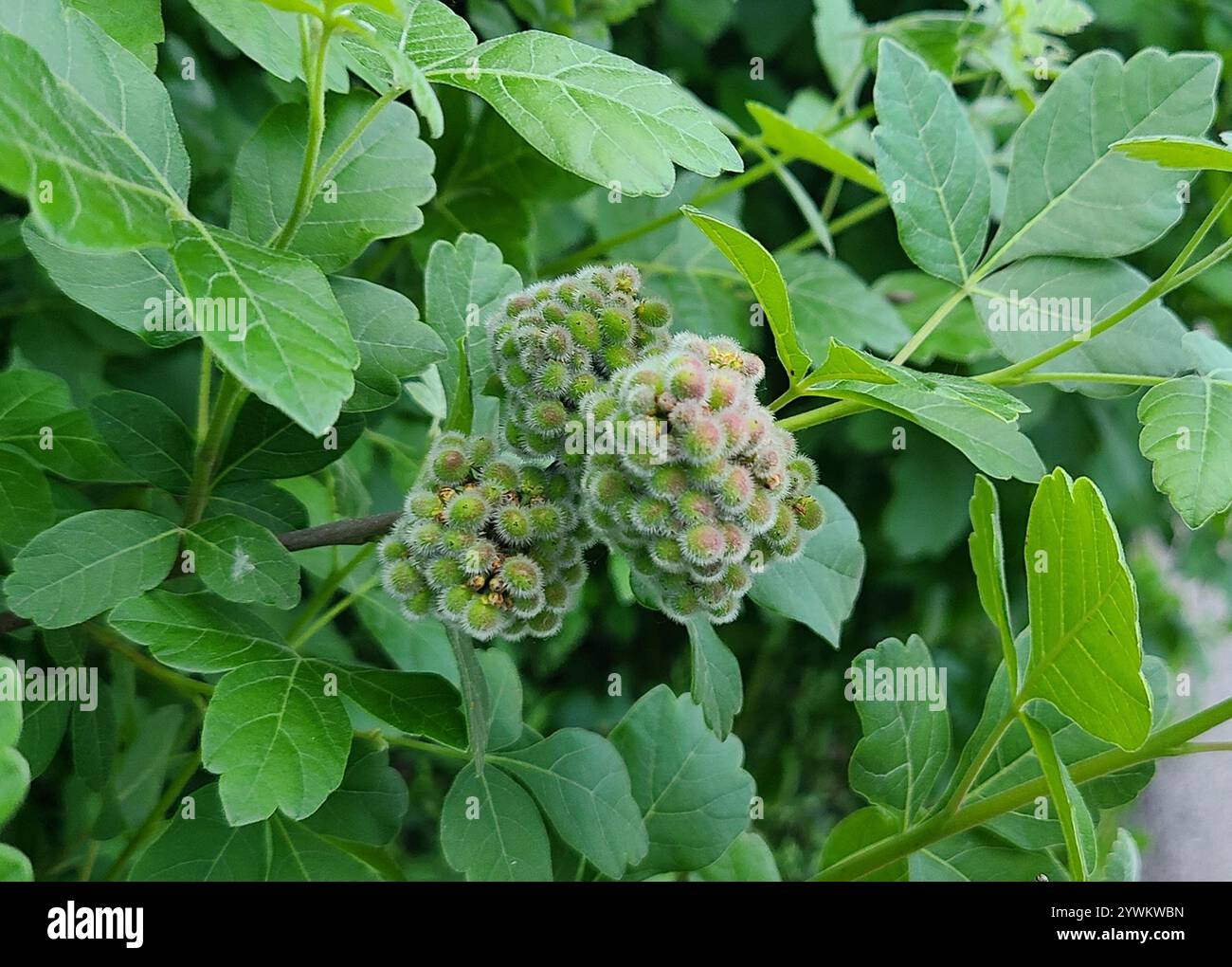 fragrant sumac (Rhus aromatica Stock Photo - Alamy