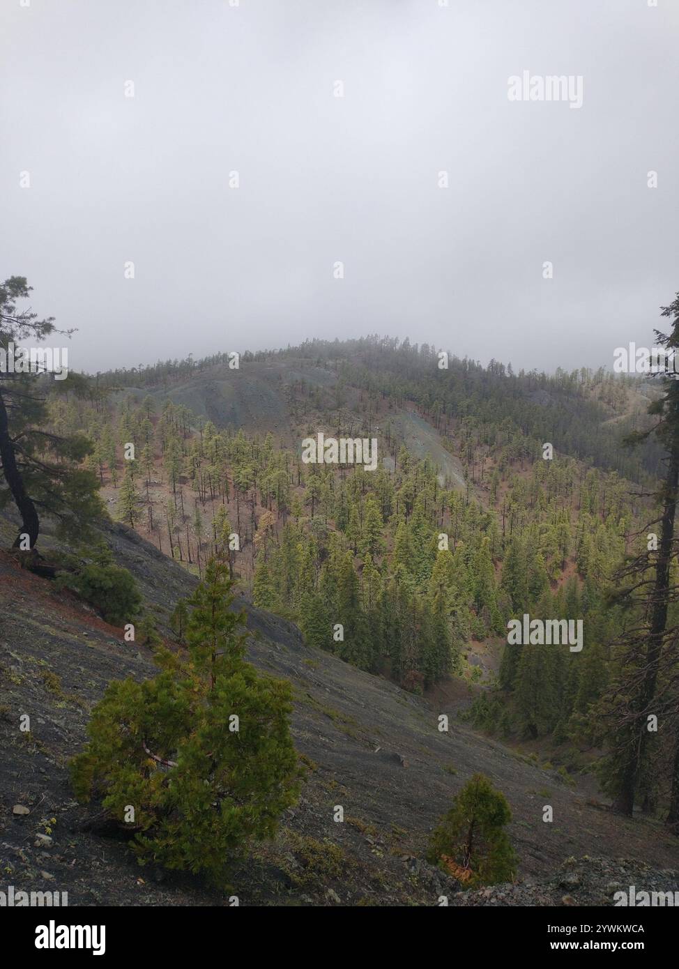 California incense-cedar (Calocedrus decurrens Stock Photo - Alamy
