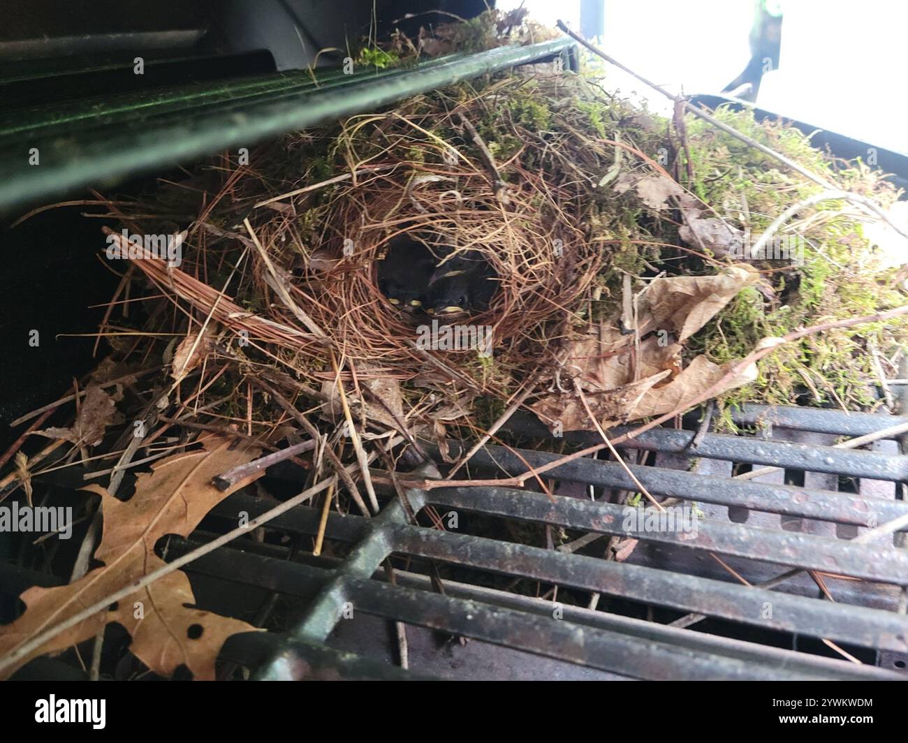 Carolina Wren (Thryothorus ludovicianus Stock Photo - Alamy