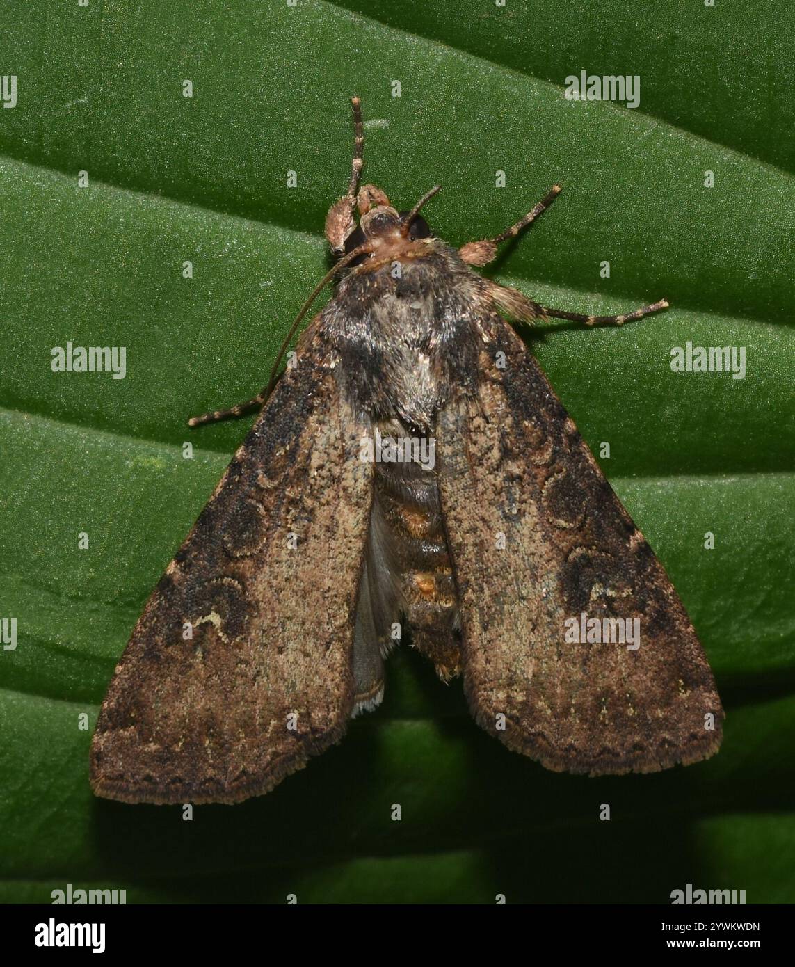 Variegated Cutworm Moth (Peridroma saucia Stock Photo - Alamy