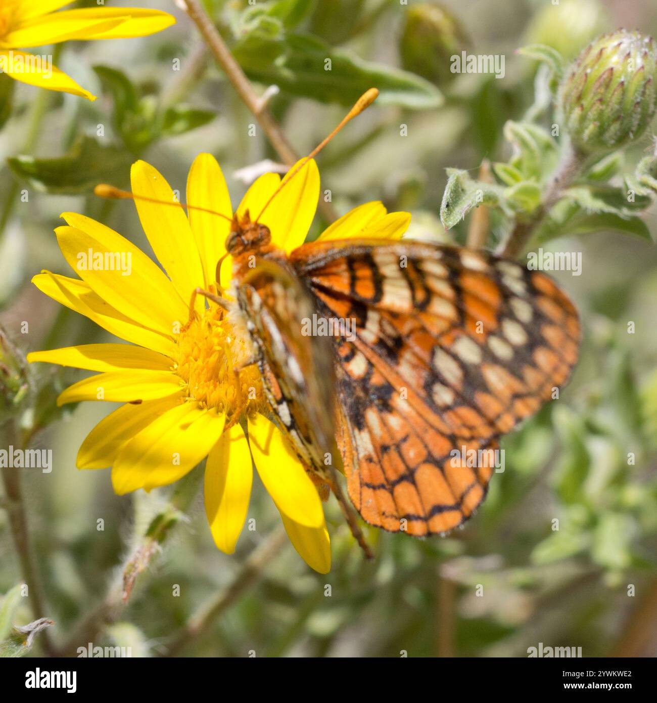 Anicia hi-res stock photography and images - Alamy