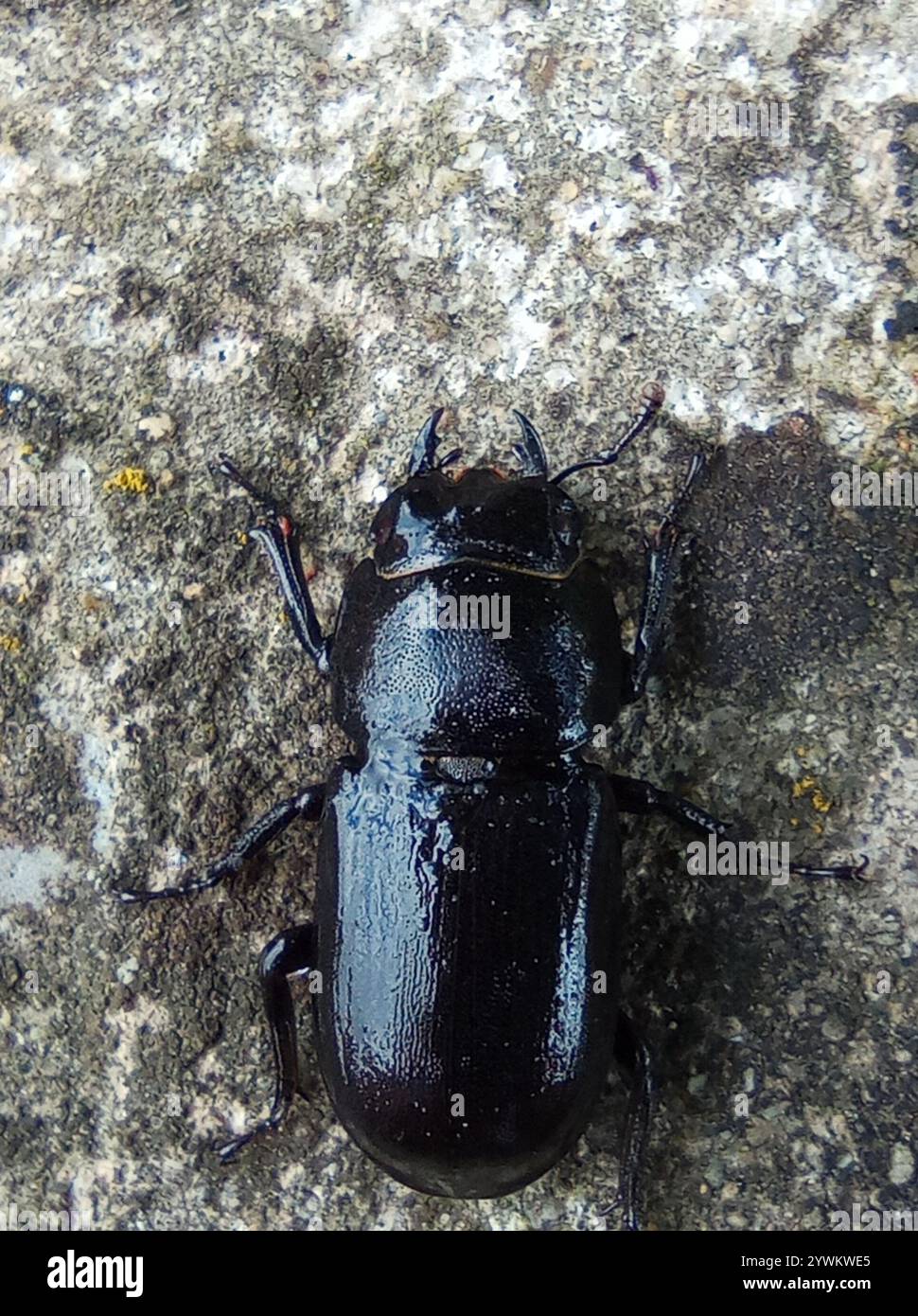 Lesser Stag Beetle (Dorcus parallelipipedus Stock Photo - Alamy