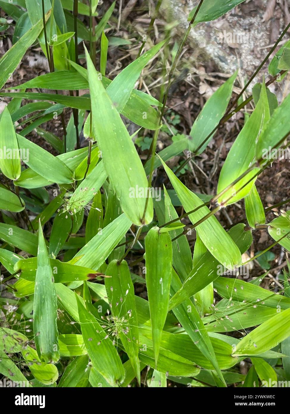 variable witchgrass (Dichanthelium commutatum Stock Photo - Alamy