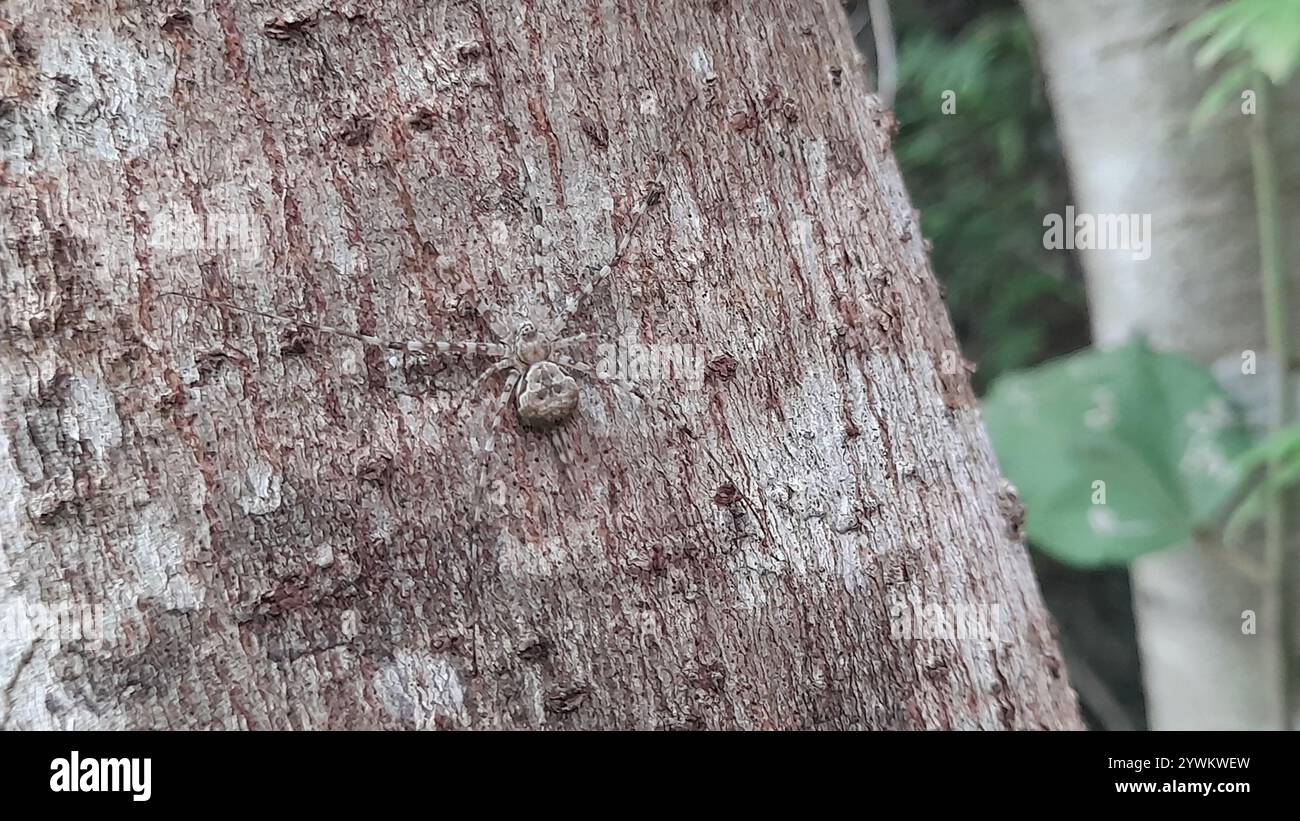 Mexican Two-tailed Spider (Neotama mexicana Stock Photo - Alamy