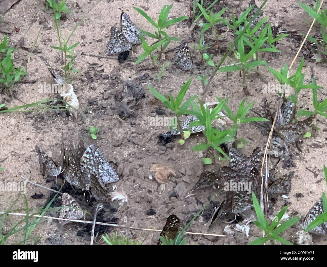 Hackberry Emperor (Asterocampa celtis Stock Photo - Alamy
