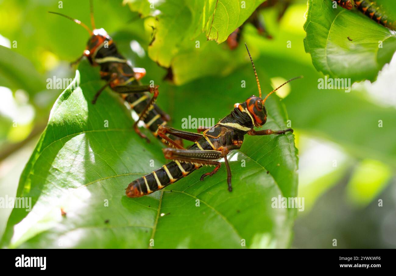 Violet-winged Grasshopper (Tropidacris collaris Stock Photo - Alamy
