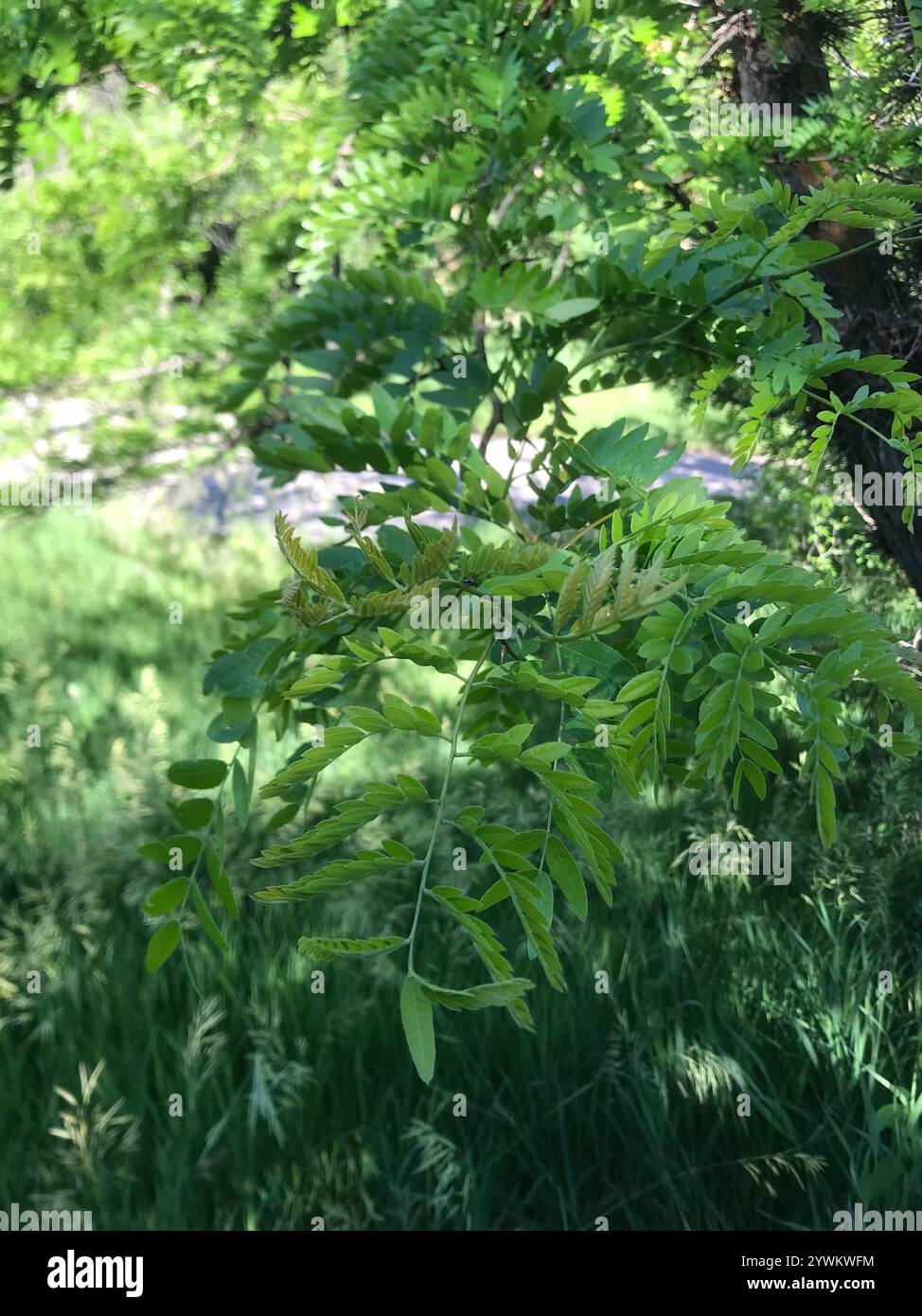 honey locusts (Gleditsia Stock Photo - Alamy