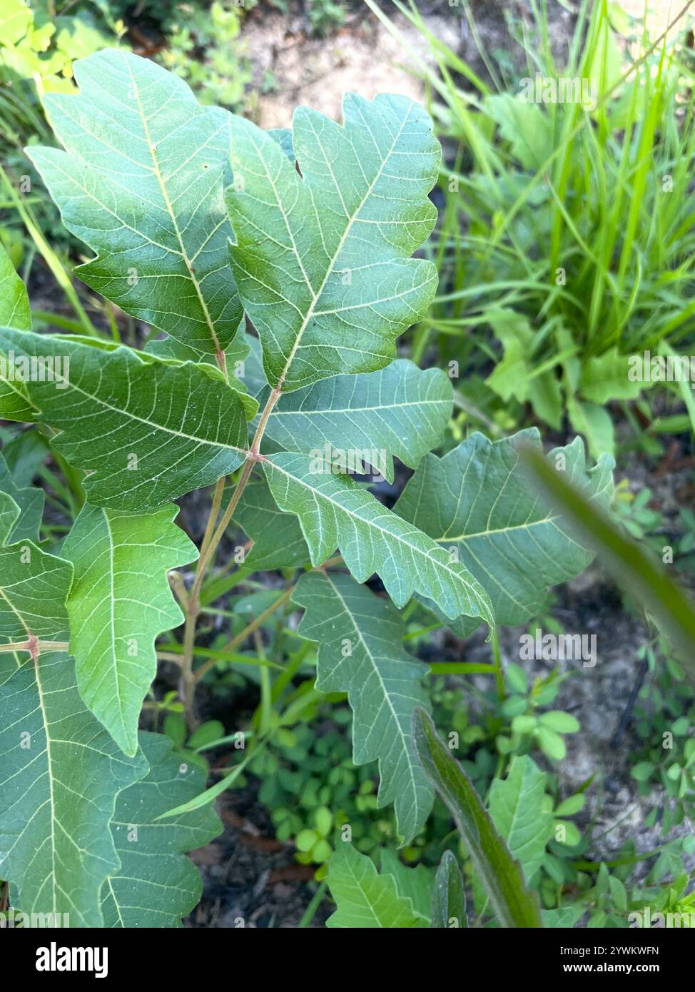 Atlantic poison oak (Toxicodendron pubescens Stock Photo - Alamy