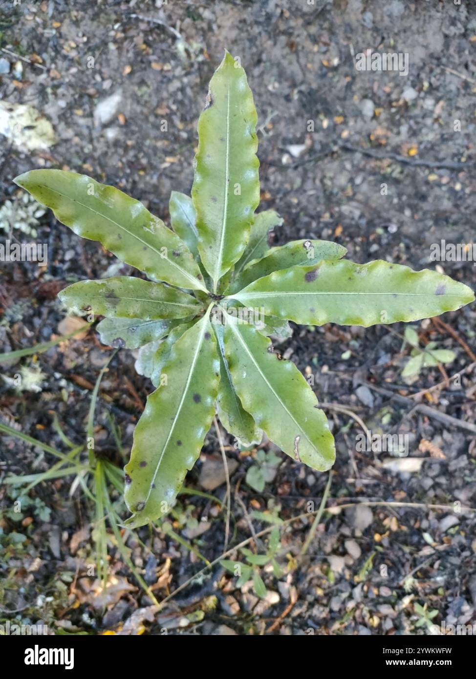 tarata (Pittosporum eugenioides Stock Photo - Alamy